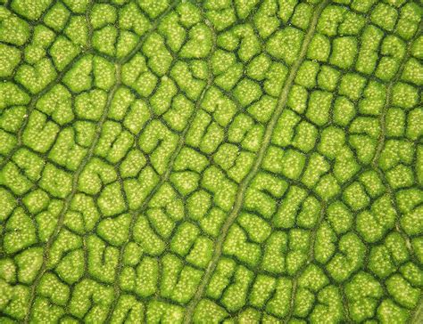 Phytosterols In Skincare Prequel