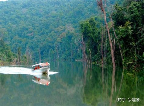 中国唯一的热带雨林，叹为观止的自然奇景 知乎