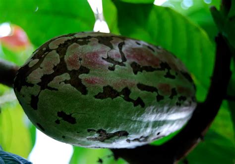 Plagas Insectiles Del Cacao Diferentes Animalitos Progresa Caribe