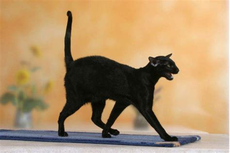 东方短毛猫颜色介绍 知乎