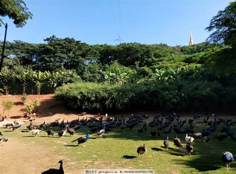 孔雀图片 动物昆虫 自然风景 图行天下素材网