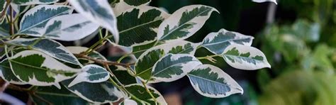 How To Look After Variegated Plants Australian Plants Online