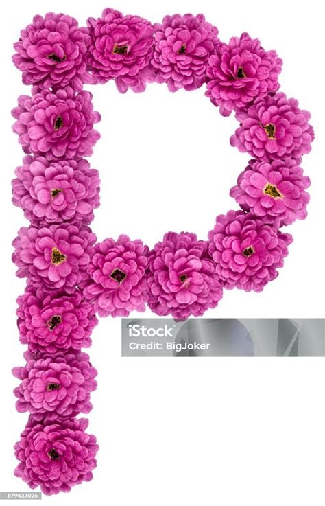 편지 P 국화 흰색 배경에 고립의 꽃에서 알파벳 국화에 대한 스톡 사진 및 기타 이미지 국화 꽃 나무 꽃 식물 Istock