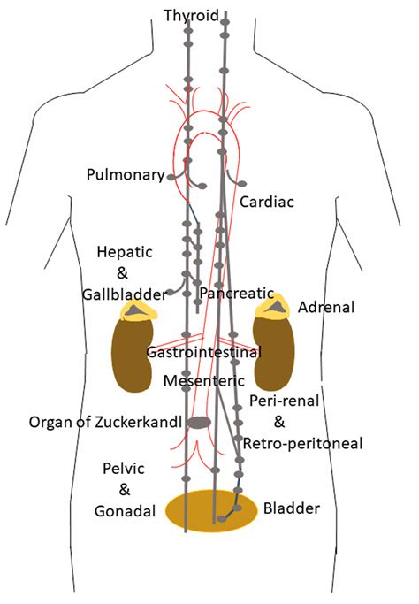 The Diagnosis And Clinical Significance Of Paragangliomas In Unusual