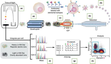 Impact Of Recent Innovations In The Use Of Mass Cytometry In Support Of Drug Development Pmc