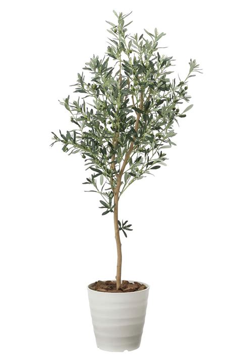 【光触媒】光触媒の人工観葉植物｜マナー・お役立ち｜お知らせ｜お祝い・お供えの花通販ギフトは送料無料の【お花の窓口】へ