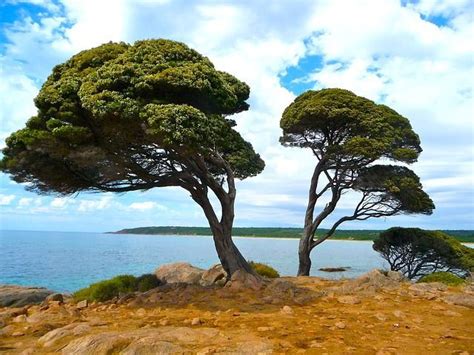 Qué es la ecología Definición qué estudia y diferencia con ecologismo