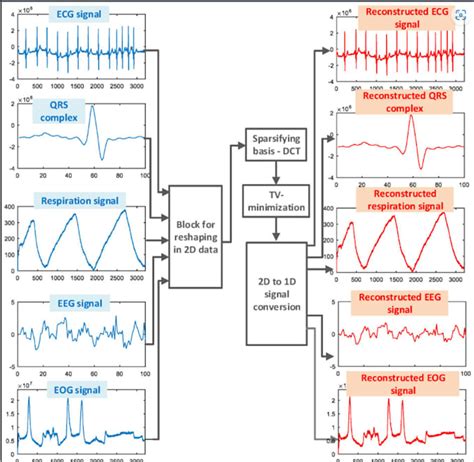 Do Biomedical Image Processing Signal Processing In Python By Taniazafar Fiverr