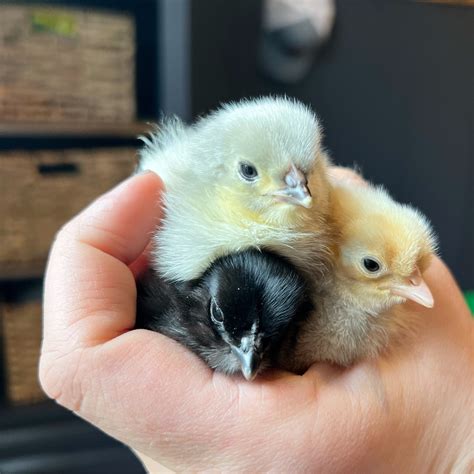 Guide To Basic Chick Care Scratch And Peck Feeds