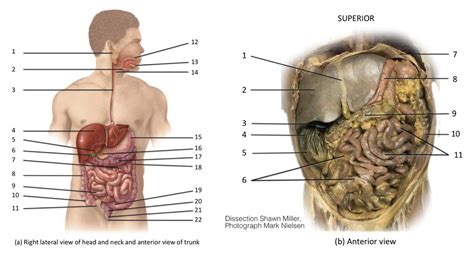 Identification Of Digestive System Organs Diagram Diagram Quizlet