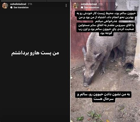 ماجرای گراز زخمی در سریال پایتخت 7چیست ؟جزئیات حاشیه خبرساز پایتخت عکس