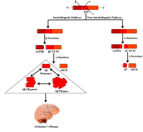 Figure 1 From Revisiting The Amyloid Cascade Hypothesis From Anti Aβ