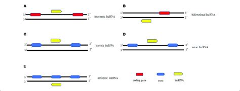 Classification Of Lncrnas A Long Intergenic Non Coding Rnas