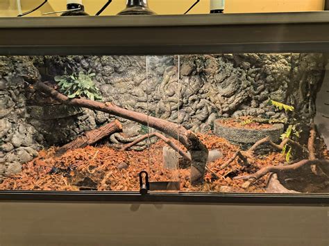 Follow Up On Ball Python Not Eating All Reptiles Morphmarket Reptile Community