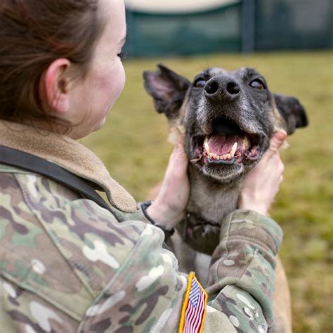Dvids Images K9s In Action Image 5 Of 37