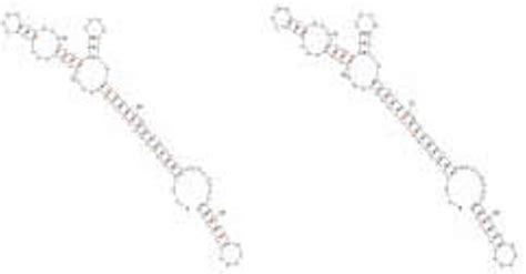 Predicted Secondary Structures Of 5 Utr Comparing Download