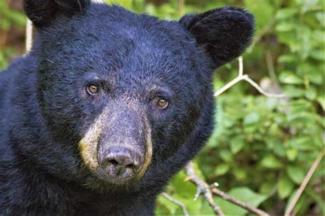 Oso Negro