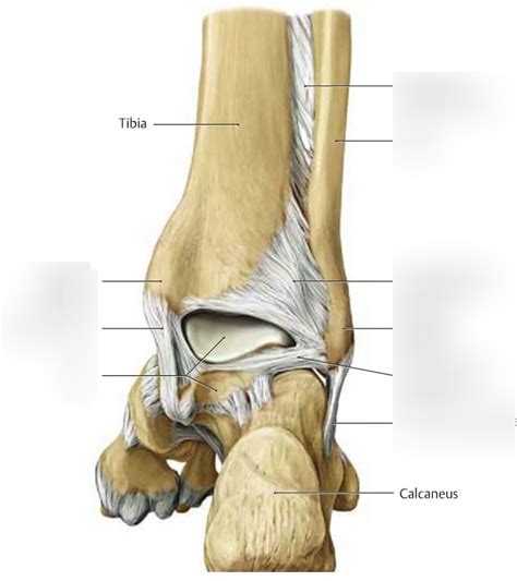Art Pedis Diagram Quizlet