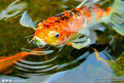 鱼 摄影图 海洋生物 生物世界 摄影图库 昵图网