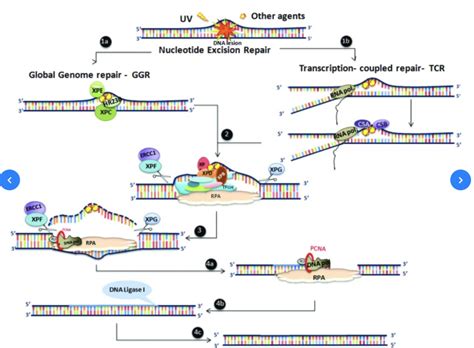 Diagram Of F Ner Nucleotide Excision Repair Quizlet