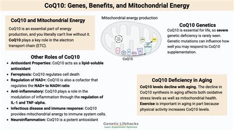 Coq10 Genes Benefits And Mitochondrial Energy