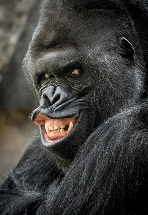 Ugly Gorilla Memes
