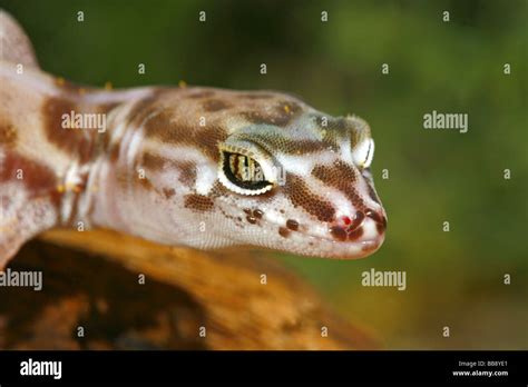 Western Banded Gecko Stock Photo Alamy