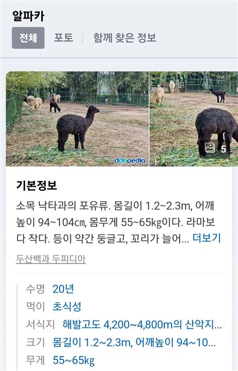 월즈 우승 나이 데프트가 깨는 이유 롤 리그 오브 레전드 에펨코리아