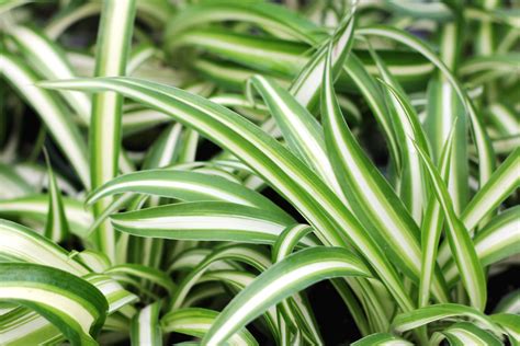 Chlorophytum Comosum Le Cactus Fleuri