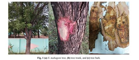 Discover The Dual Sensing Nano Biomedicine Eng