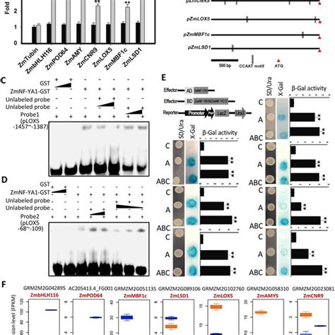 Validation Of Candidate Downstream Genes A Chip Qpcr Analysis Of The