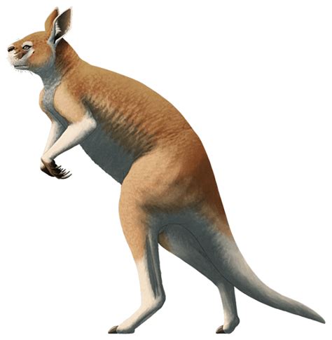 Procoptodon On Tumblr