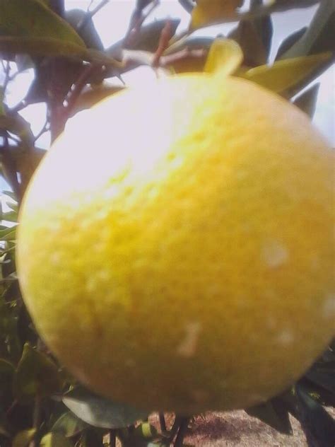 Wekulo Gideon Enterprise Bungoma