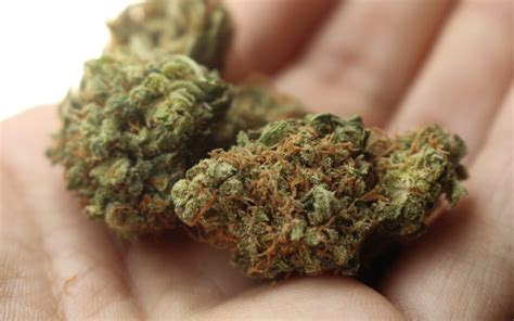 Comment Bien Choisir Ses Fleurs De CBD CBDOO Fr
