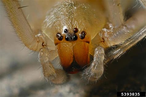 Yellow Sac Spider Web
