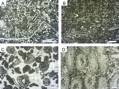 Thin Section Microphotographs Of Cretaceous Dasycladalean Algae Download Scientific Diagram