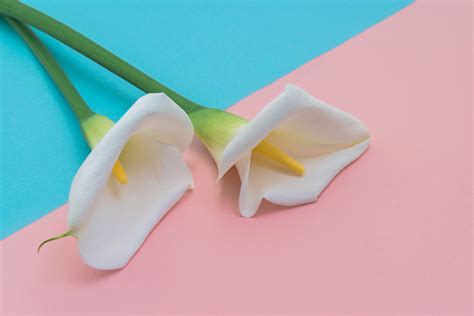 분홍색과 파란색 배경에 두 개의 흰색 칼라 릴리 꽃 맨 위 보기 0명에 대한 스톡 사진 및 기타 이미지 0명 꽃 나무 꽃