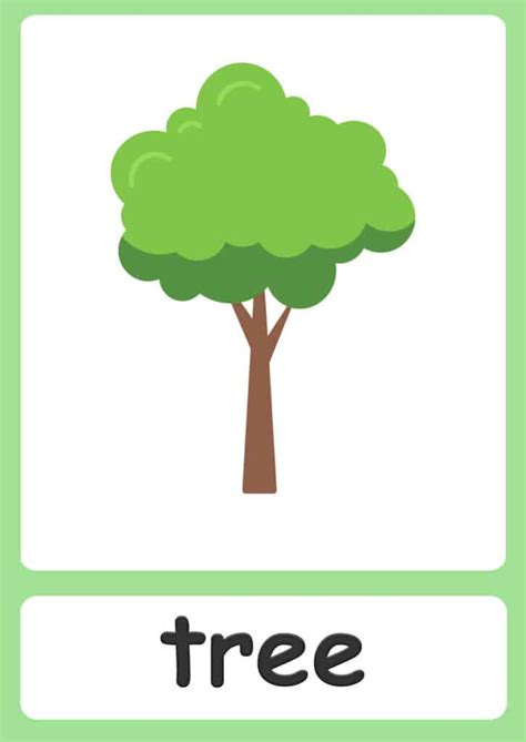 Plant Part Flashcards