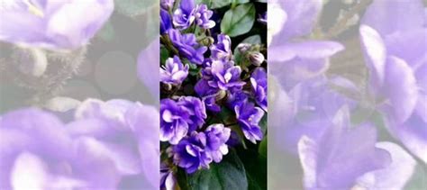 Трейлерные фиалки купить в Белгороде | Товары для дома и дачи | Авито