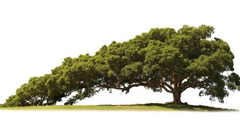Premium Ai Image Tree Elevation Side View Isolated