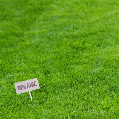 Organic Natural Lawn Care My Home Turf