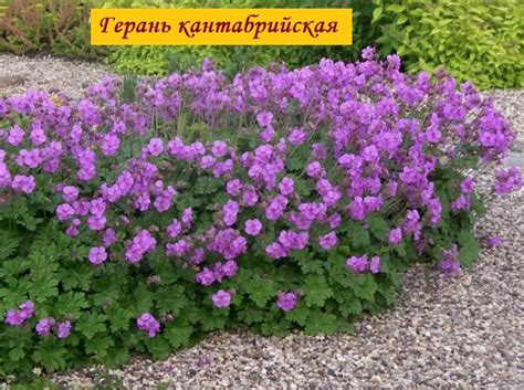 Герань садовая многолетняя виды и сорта с описанием и фото
