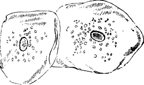 Squamous Epithelium Scales Vintage Illustration 35366071 Vector Art At