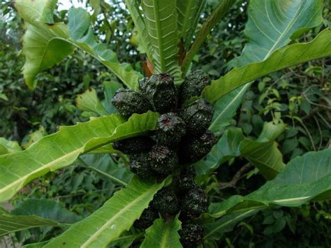 Ficus Pseudopalma Care Breeding And Replanting Ficusplant