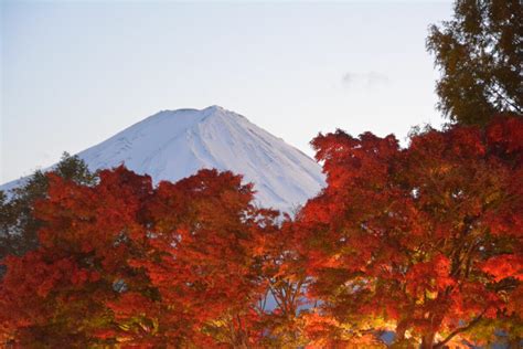 富士河口湖紅葉まつりが開催中！富士山の北麓でライトアップされるもみじ回廊｜株式会社オマツリジャパン