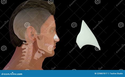 Location Of Lateral Cartilage In Human Stock Illustration