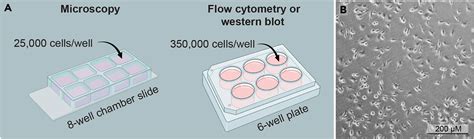 Cell Press Star Protocols