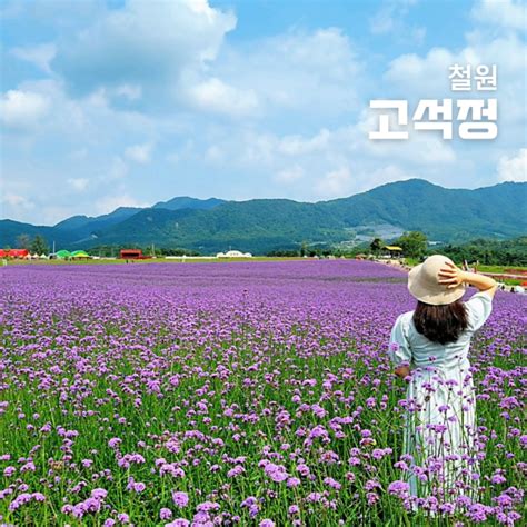 철원 고석정 꽃밭 가을꽃 축제 여행지 추천 네이버 블로그
