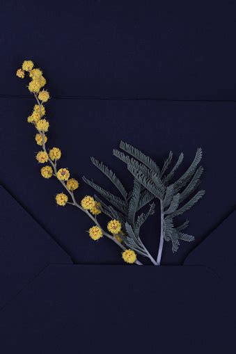 세련된 미모사 꽃은 텍스트를 위한 공간이 있는 흰색 배경에 평평하게 놓여 있습니다 3 월 8 해피 여성의 날과 해피 어머니의 날 인사말 카드 템플릿입니다 아름 다운 피는