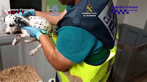 Испанската полиция спаси над 400 животни станали жертва на незаконен трафик ВИДЕО Nova